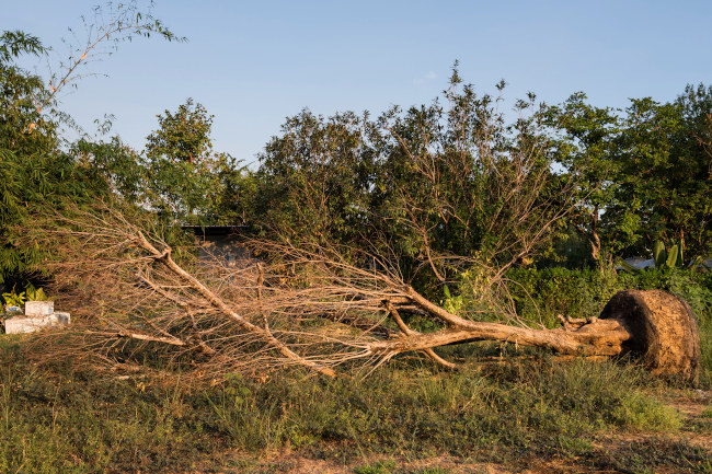 Tree Clearing, Hancock County | Tim's Underbrush Cleaning and Yard Care